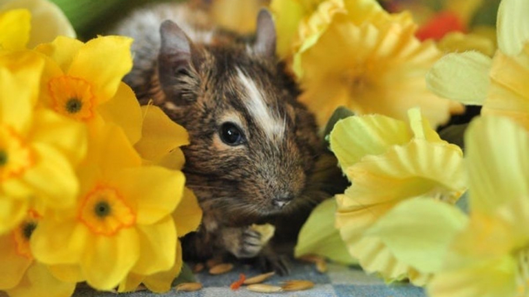 20 photos pour apprendre à connaître l'octodon