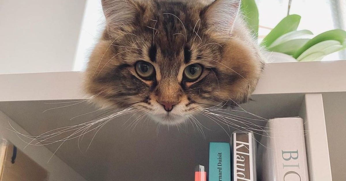 20 photos d'un chat aux expressions faciales les plus drôles et les ...