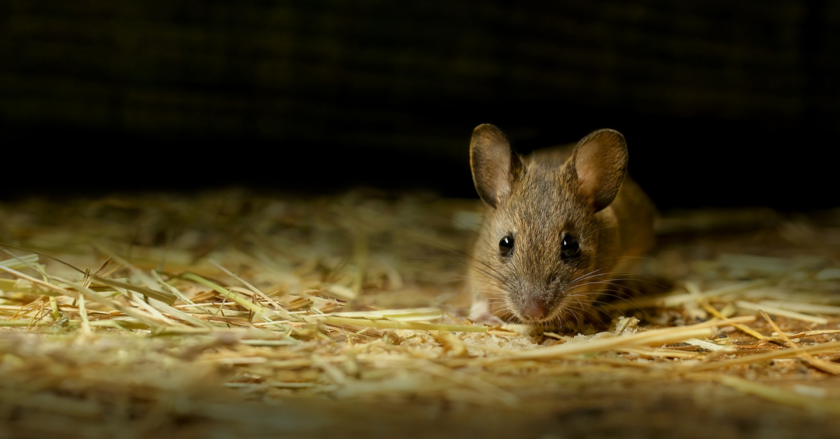 Faire face à la mort de sa souris : comment surmonter sa perte