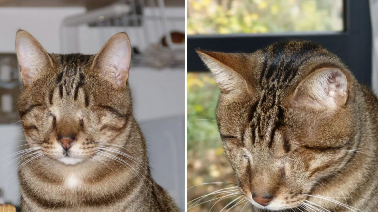 Un chat aveugle au passé douloureux conquiert le coeur de millions d ...