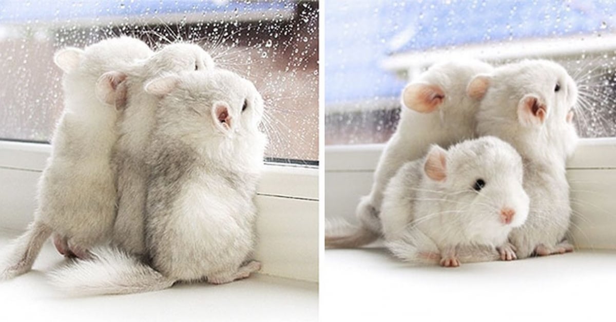 20 photos de bébés chinchillas qui ne sont rien d'autres que d ...