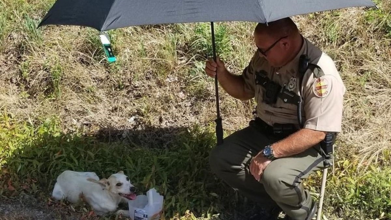 Un policier protège un chien errant du soleil avec un parapluie en ...