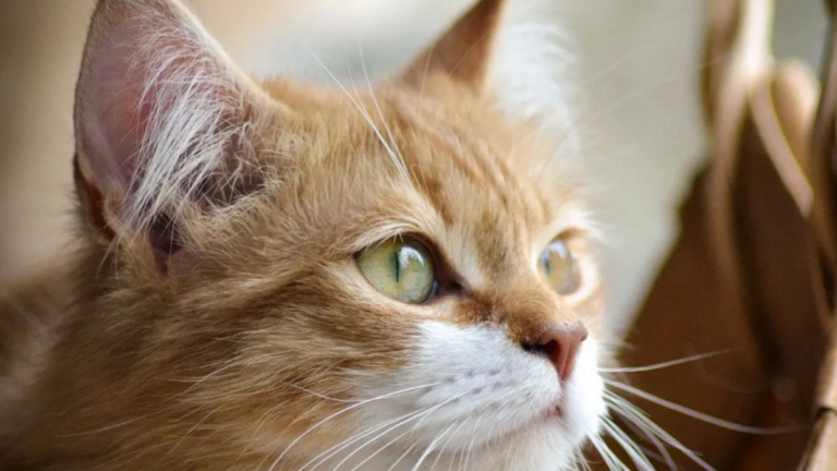 20 photos mettant à l'honneur le chat tigré