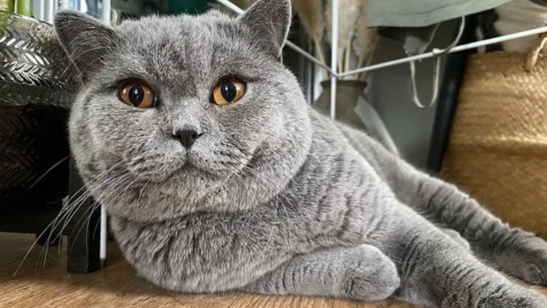 20 photos illustrant la beauté et l'élégance des chats gris