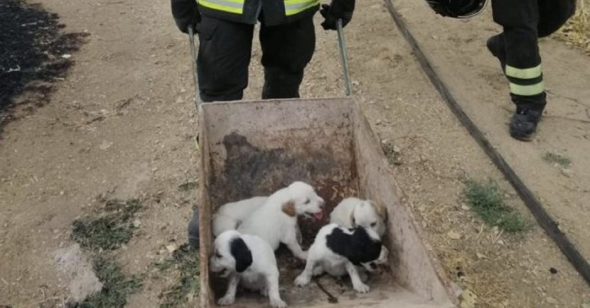 20 chiots et leurs mères sauvés d’un incendie par les pompiers de Rome