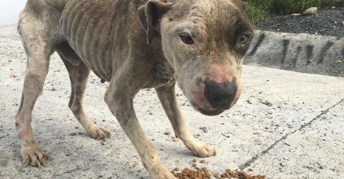 La métamorphose de Coco, un chien découvert cachectique et couvert de ...