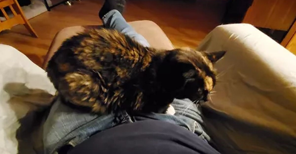 15 photos de chats qui n'avaient pas l'habitude de se mettre sur les ...