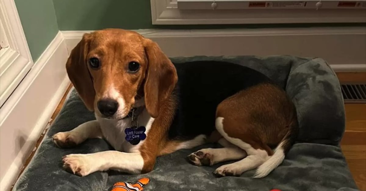 Un Beagle sauvé d’un élevage fournissant des chiens aux laboratoires ...