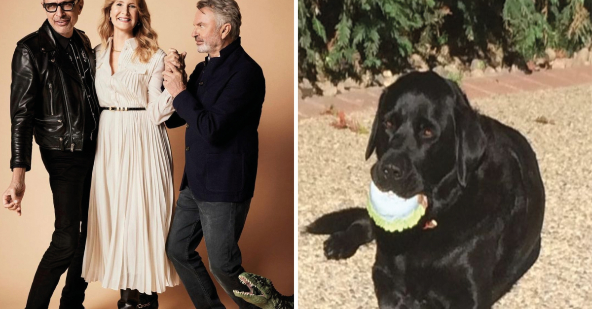 Laura Dern, actrice phare du film « Jurassic Park », pleure la mort de ...