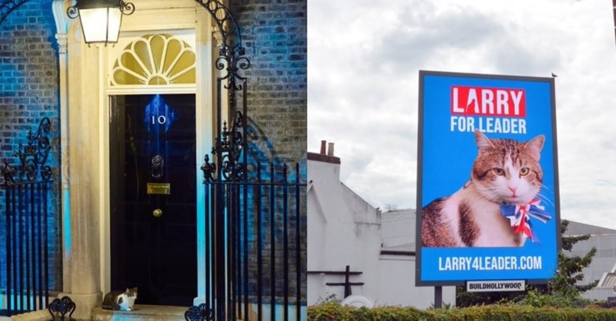 Larry, le chat souricier du 10 Downing Street, convoite désormais le ...