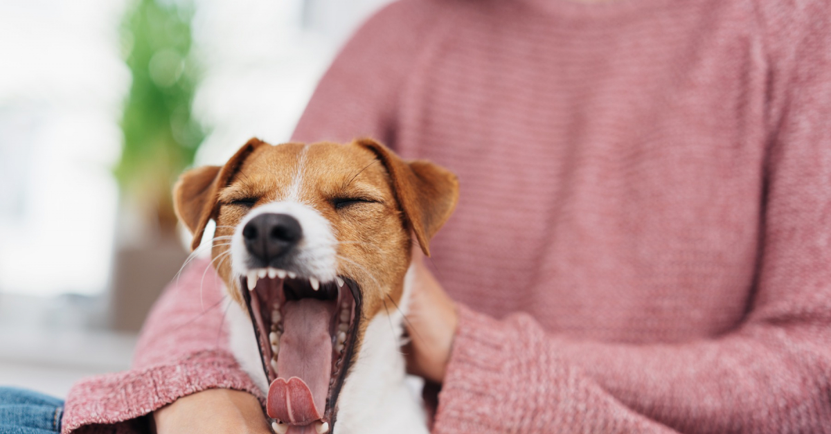 Quels sont les signaux d’apaisement pour un chien