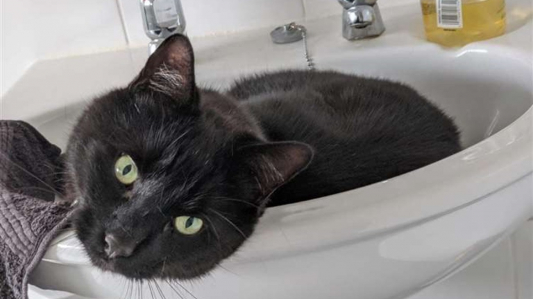 Un chat perdu depuis une semaine croise la route de 2 jeunes filles qui ...