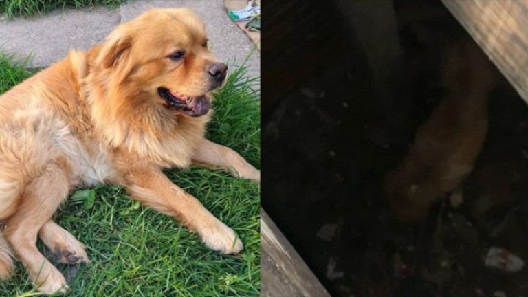 Un chien perdu depuis 36 jours retrouvé coincé dans un bâtiment ...