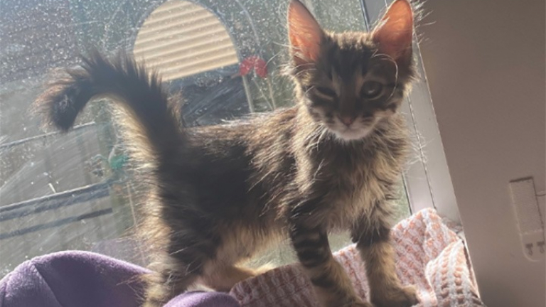 Ce chaton perdu et apeuré a fait une belle frayeur à ses sauveteurs en ...