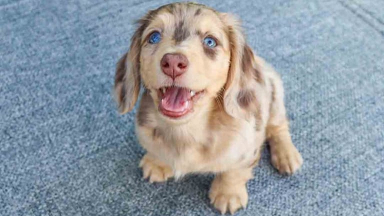 18 photos ravissantes montrant le Teckel dans tous ses états