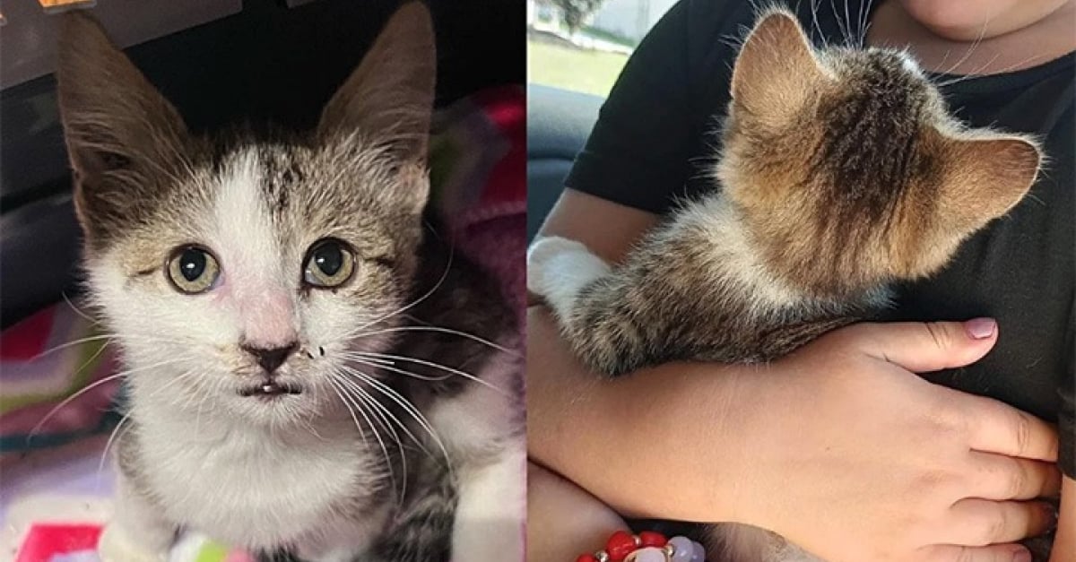 Un chaton apeuré et perdu devant une école se calme dans les bras d’une ...