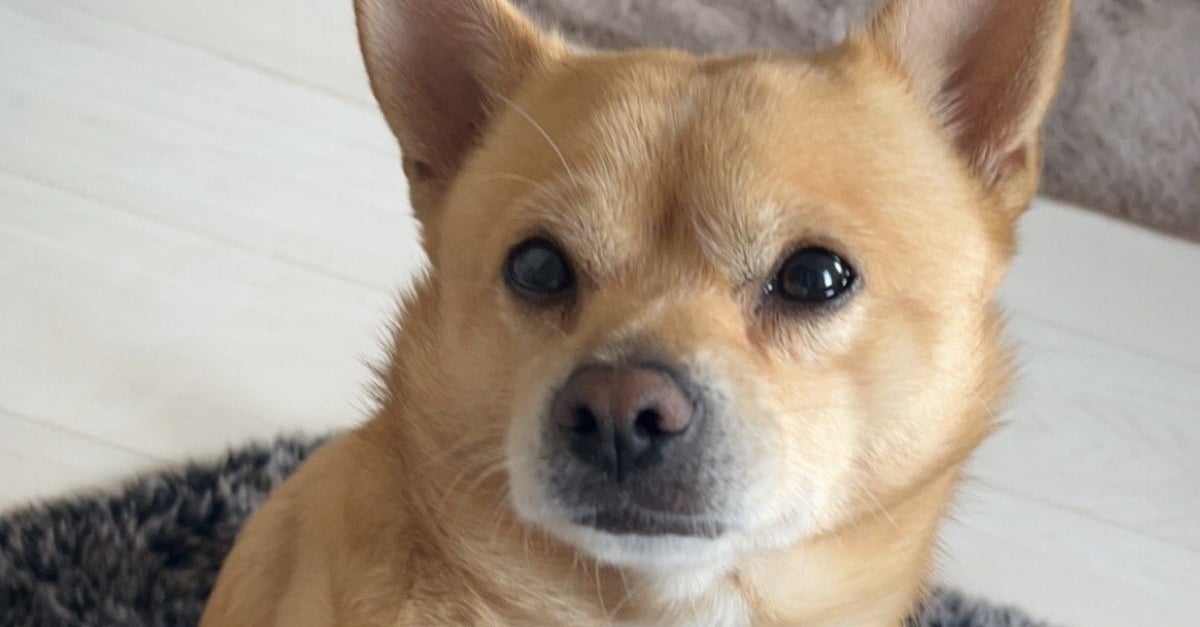 Un chien cerné par les flammes perd connaissance, mais les pompiers ...