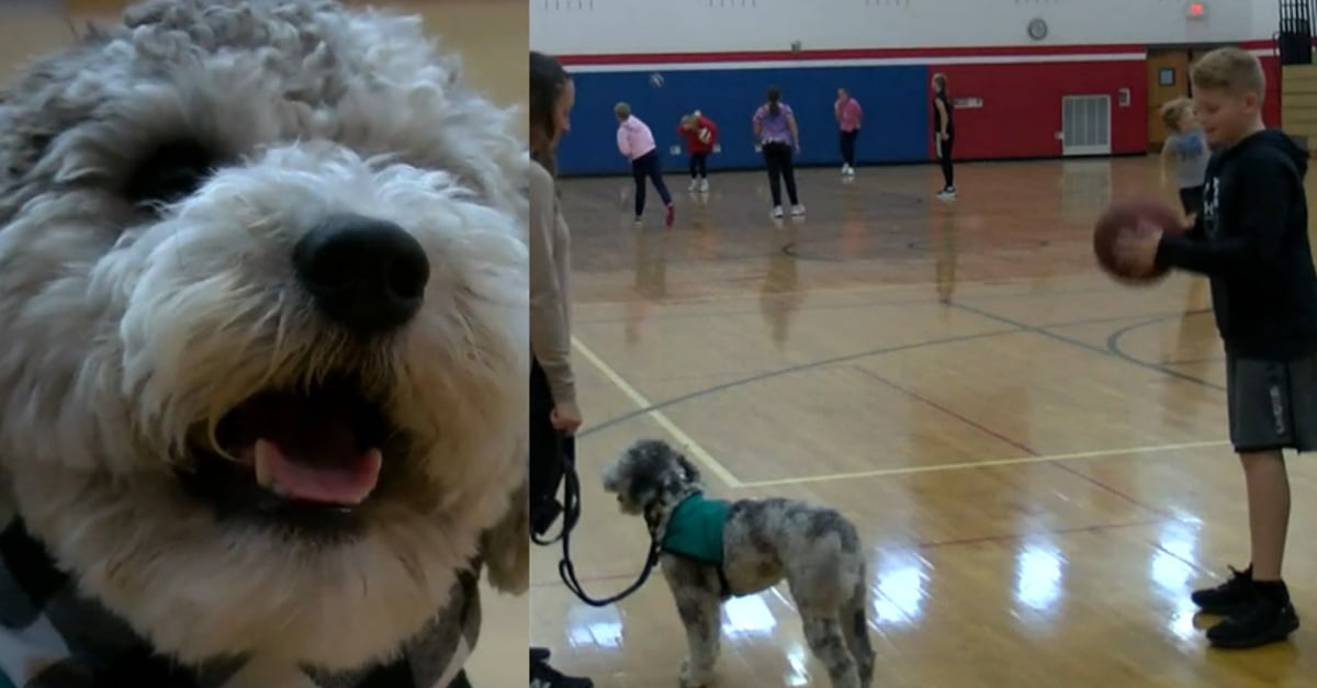Un chien de thérapie à l'école pour encourager les élèves en cours d ...