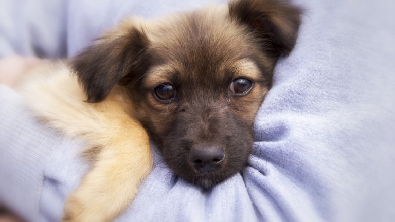 Adoption d'un chiot : les invités de « La Touche Animale » partagent ...