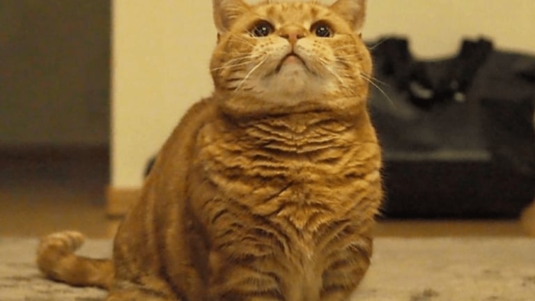 20 photos adorables de chats Munchkin qui vous séduiront avec leurs ...