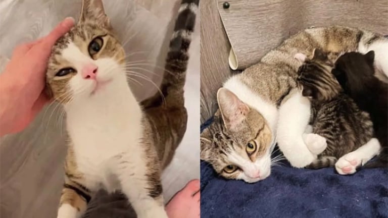 Une chatte sauvage placée en refuge apprend à faire confiance aux ...