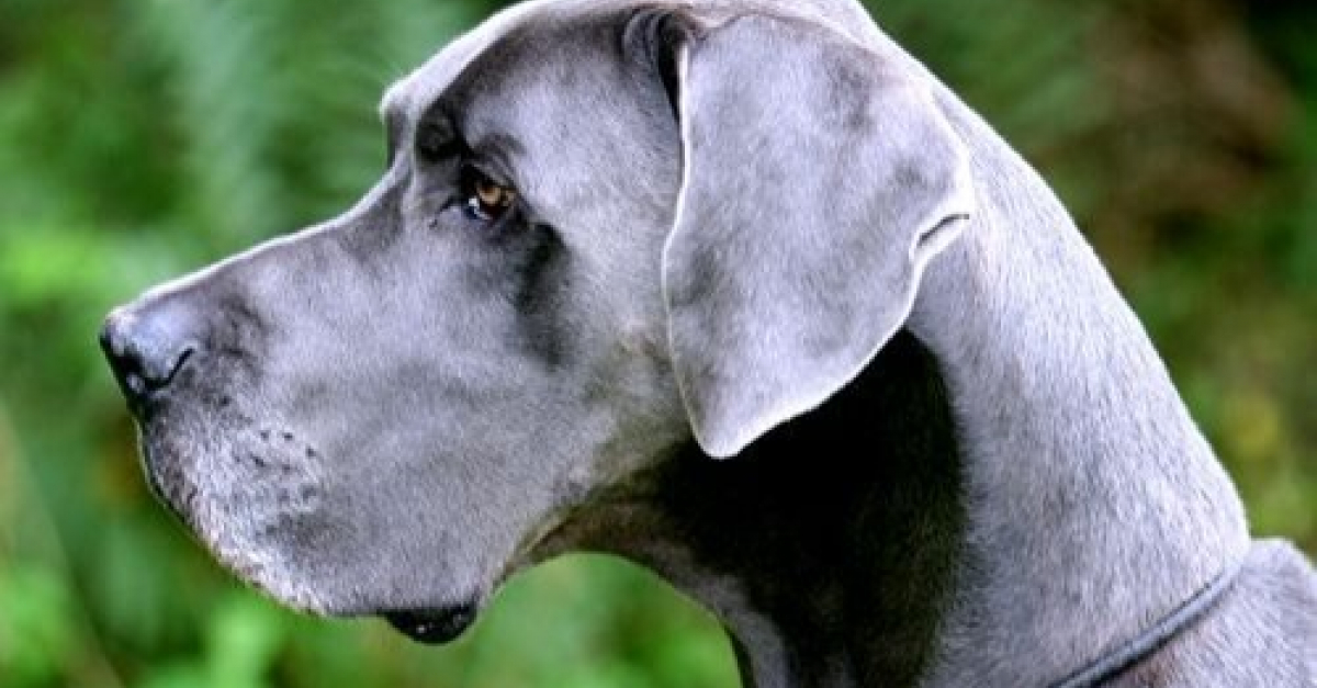 20 photos prouvant que les Dogues Allemands sont de pures merveilles à ...