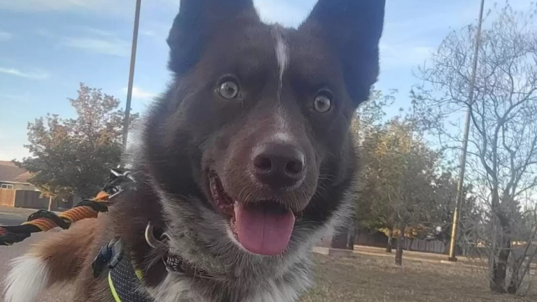 Un chien craintif et distant change soudain d'attitude avec sa mère d ...