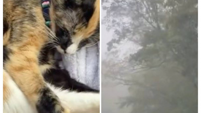 Des randonneurs font la rencontre d’un chat mal en point, mais vont ...
