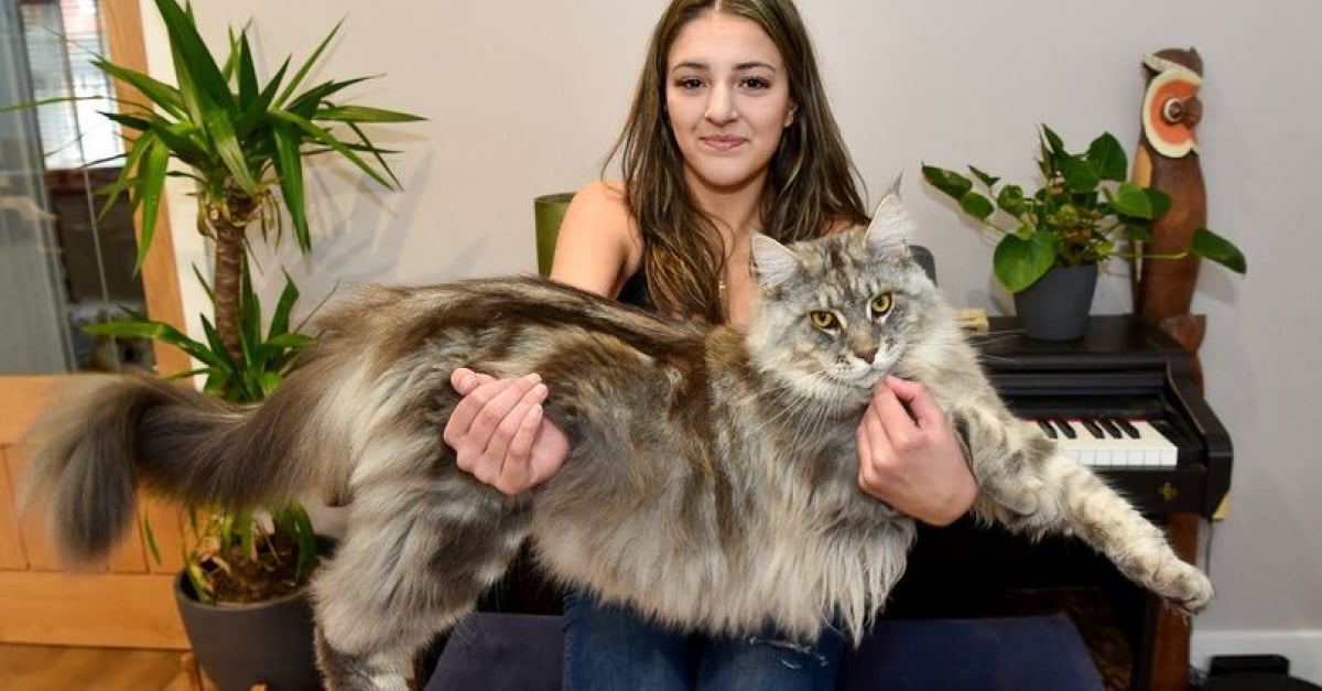 Maine Coon Le Plus Grand | Les origines du Maine coon – TLWK
