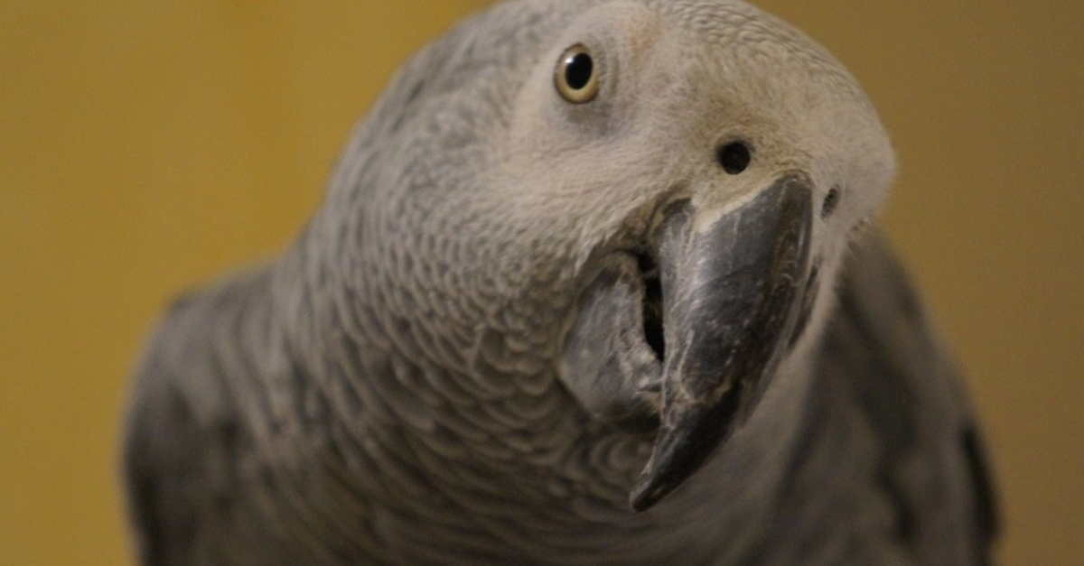 Vivre avec des oiseaux à bec crochu : les invités experts vous disent ...
