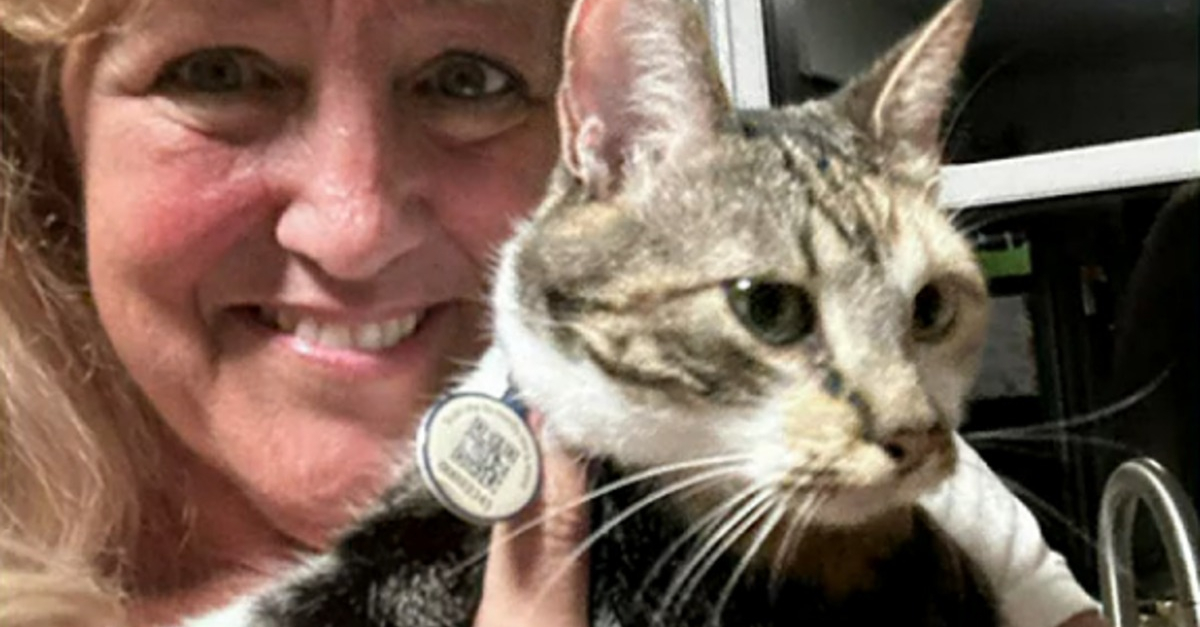 Un chat perdu depuis des jours retrouve sa famille grâce un code QR