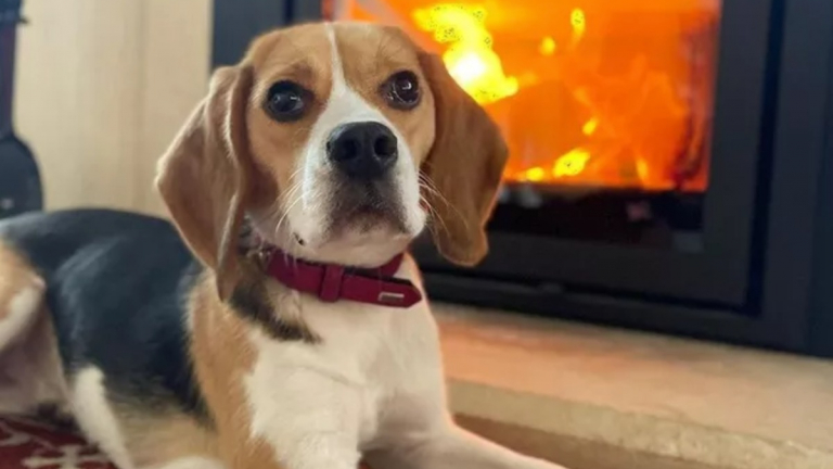 14 chiens qui profitent de la douce chaleur et du fascinant spectacle ...