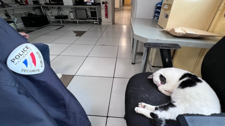 Un chat s'introduit dans un commissariat et devient le chouchou des ...