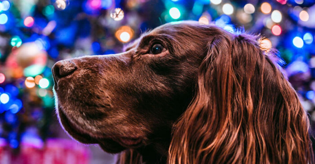 20 photos de chiens que l'atmosphère de Noël rend plus joyeux et ...