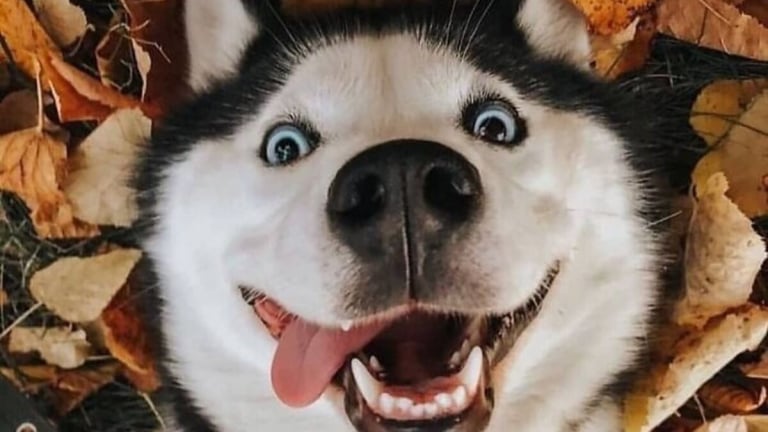 20 photos montrant le Husky Sibérien dans tous ses états