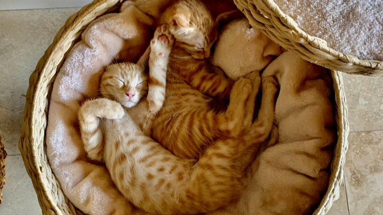 20 photos de duos de chats profitant ensemble des joies de la vie de ...
