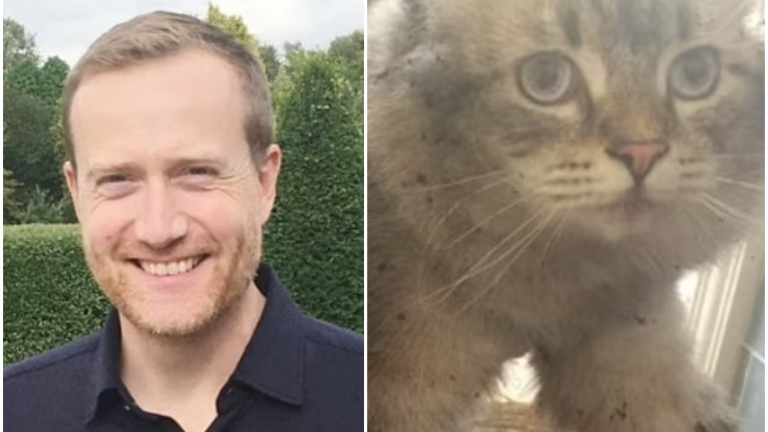 Un chat profite qu’un ordinateur soit laissé sans surveillance pour ...
