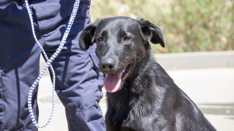 Sauvé 7 ans plus tôt, ce chien a été déployé en Turquie et en Syrie ...