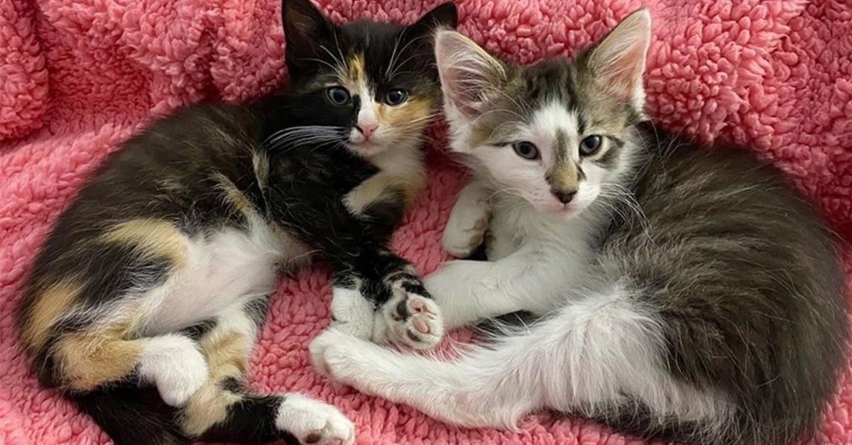 Une Jeune Chatte Rencontre Un Congénère De Son âge En Famille Daccueil 9179
