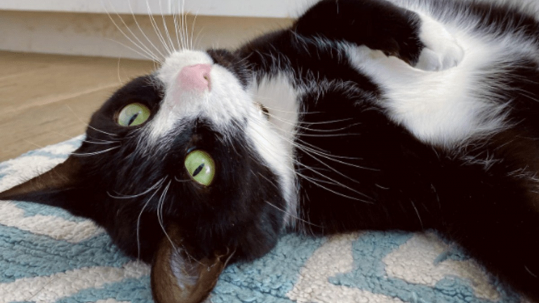 20 photos de chats tuxedo vêtus de leur plus beau costume naturel pour ...