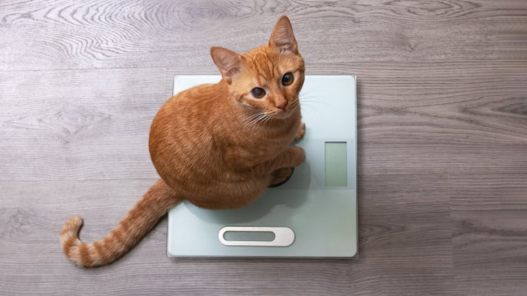 Comment gérer le poids de son chat