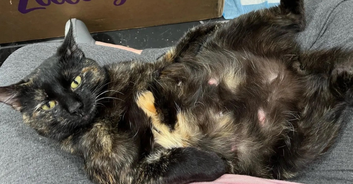 Prête à donner naissance à ses chatons, une chatte errante s'invite chez des inconnus dans l ...