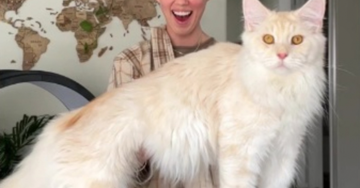 Elle filme son Maine Coon mois après mois pour montrer l'impressionnante évolution de ce chat ...