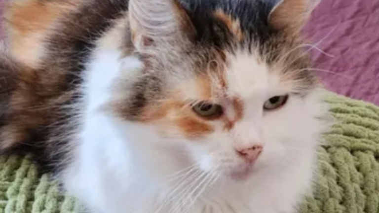 Elle adopte un chat sénior pour accompagner les "quelques mois" qu'il ...