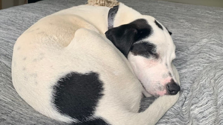 Des bénévoles se mobilisent pour retrouver un chien perdu et endeuillé ...