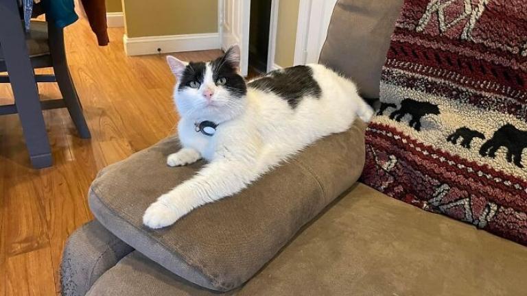 20 photos de chats s'étant invités chez des gens au hasard et prenant ...