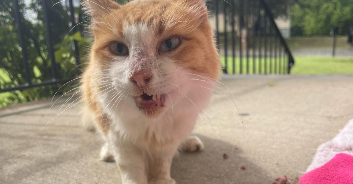 La vie d’un chat errant et blessé prend un nouveau tournant lorsqu’il ...