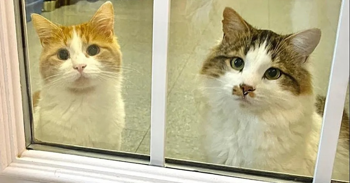 Ayant peur des humains, ces 2 chats maltraités et abandonnés passaient ...