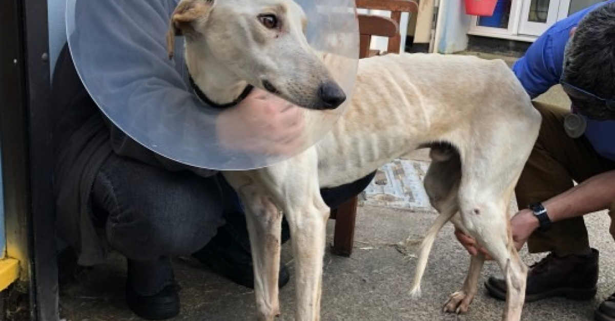 Un chien aux côtes saillantes et aux multiples blessures fait preuve d ...