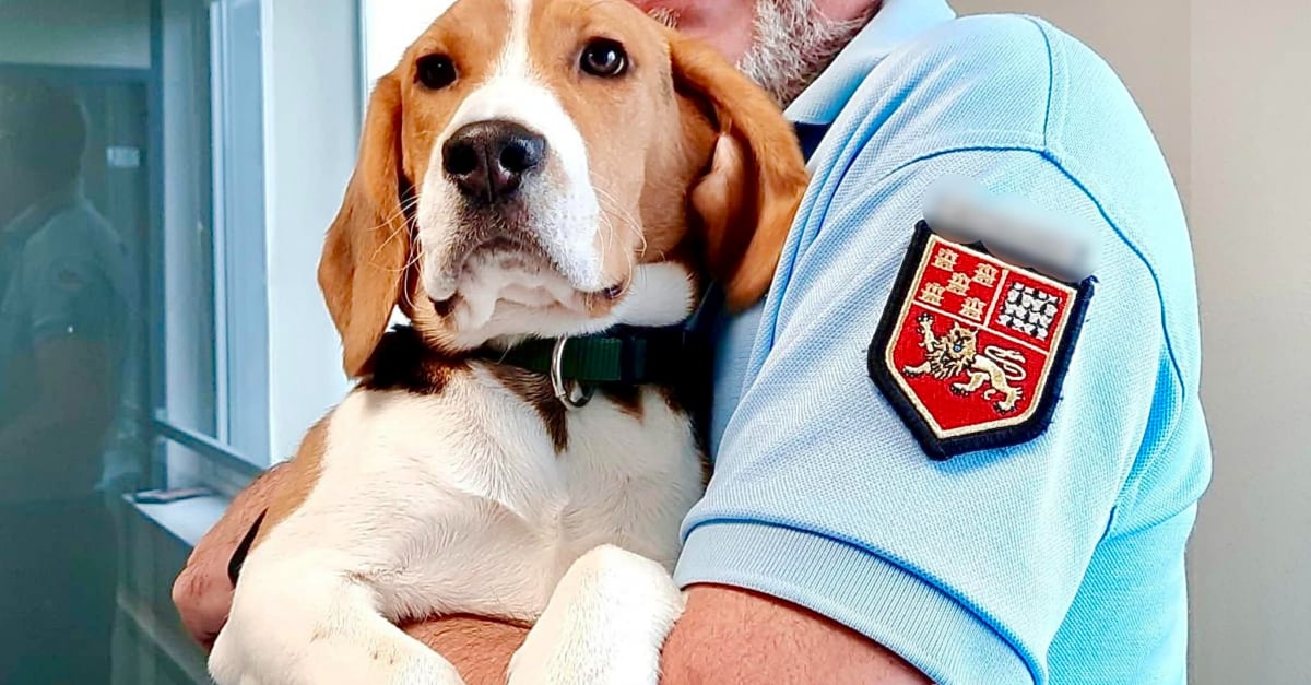 Un jeune Beagle devient la mascotte d’une brigade de gendarmerie de la ...